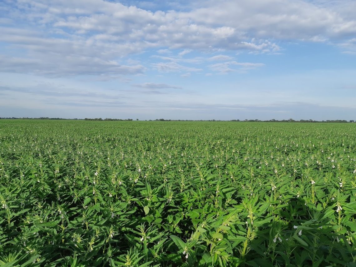 Prevén fortalecer a productores y facilitar acceso a créditos - RCC