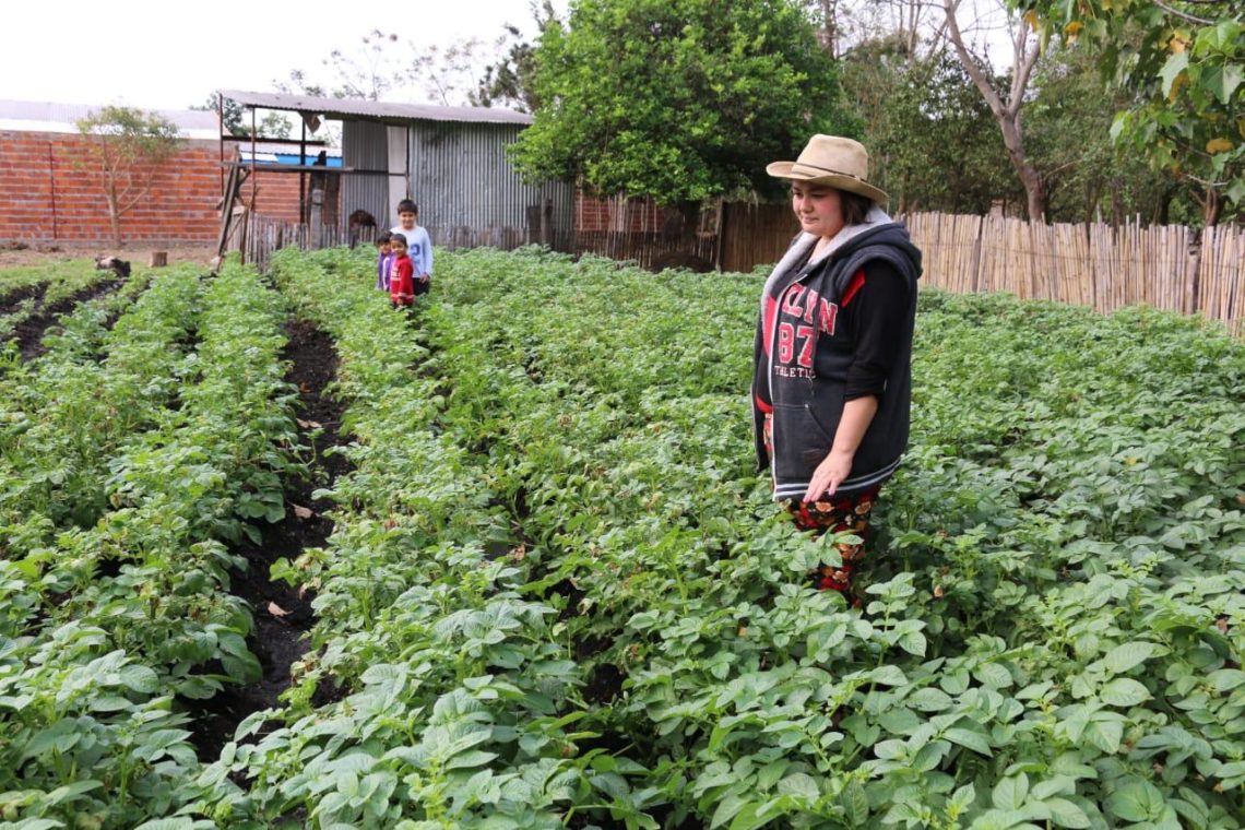 Productores y el MAG aguardan iniciar en 45 días la mayor cosecha de ...