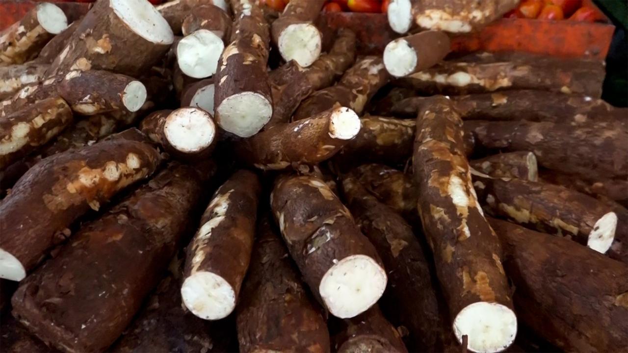 Día Nacional de la Mandioca – RCC